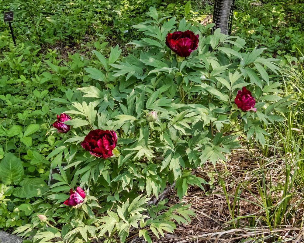 Photo of the entire plant of Japanese Tree Peony (Paeonia x ...