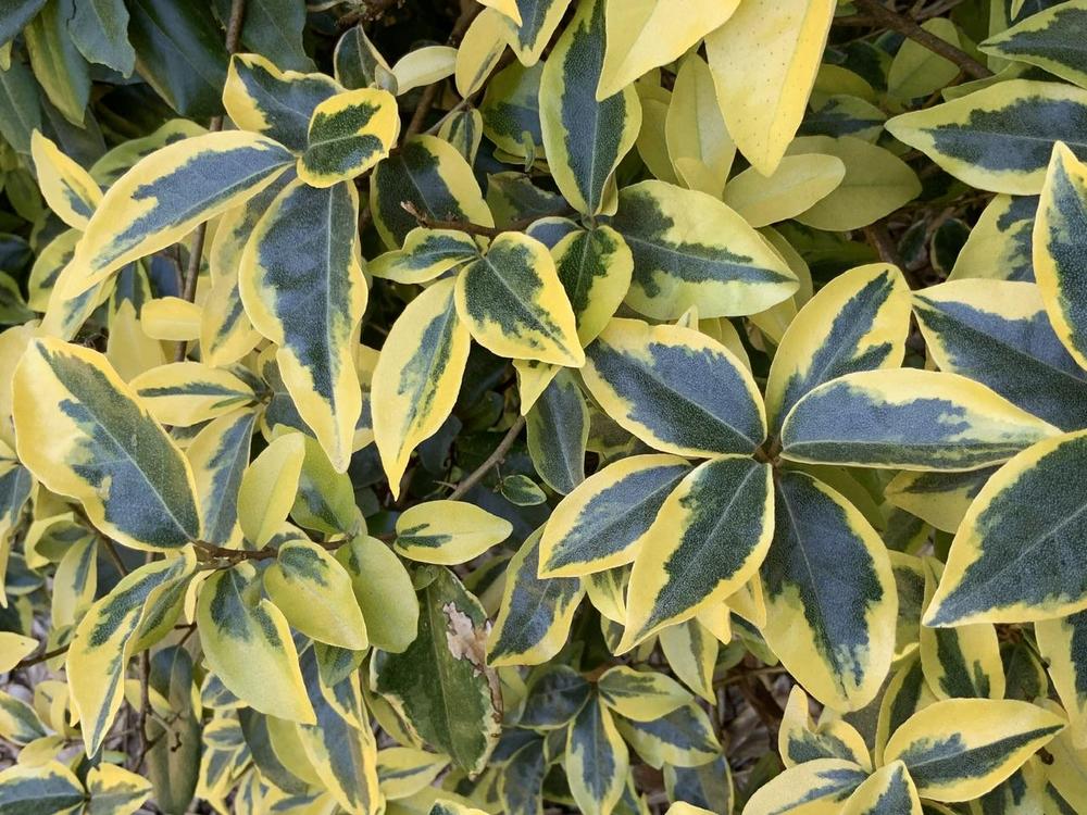 Photo of the leaves of Wintercreeper Euonymus (Euonymus fortunei var ...