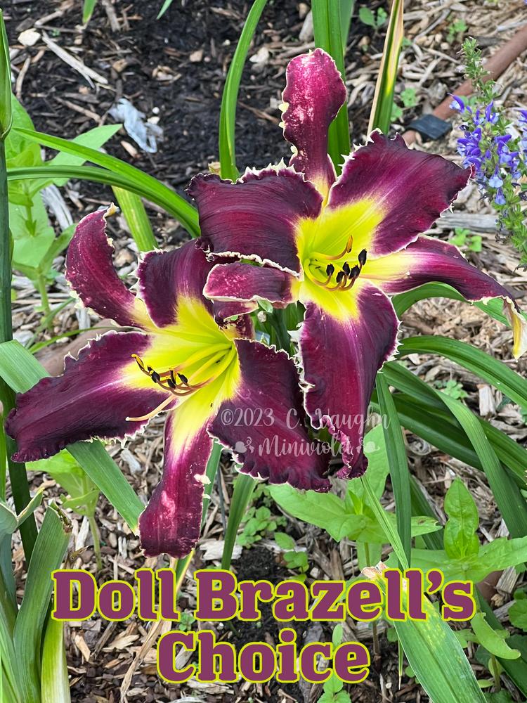 Photo of the bloom of Daylily (Hemerocallis 'Doll Brazell's Choice ...