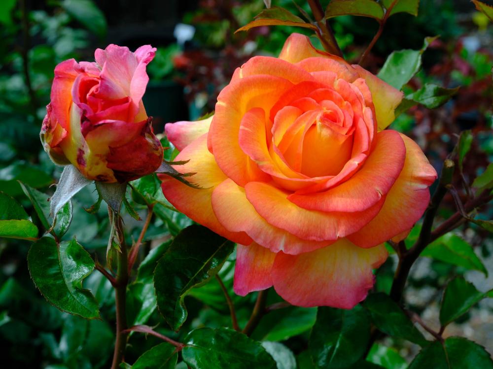 Rose (Rosa 'Roberto Alagna') in the Roses Database - Garden.org