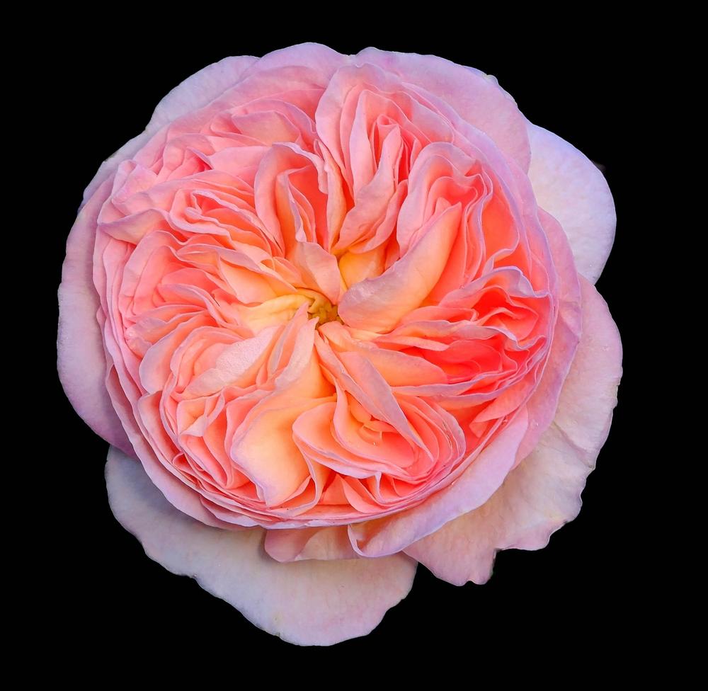 Rose (Rosa 'Marianne') in the Roses Database - Garden.org