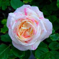Photo of the bloom of Rose (Rosa 'Wonderstripe') posted by AnnKNCalif ...