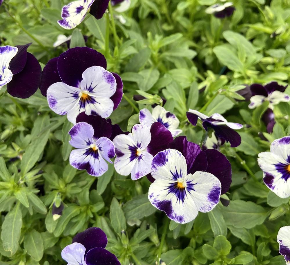 Photo of the bloom of Viola (Viola cornuta Penny™ Mickey) posted by ...