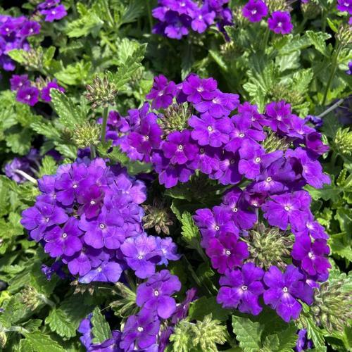 Trailing Verbena (Verbena x hybrida Empress® Sun Violet) - Garden.org