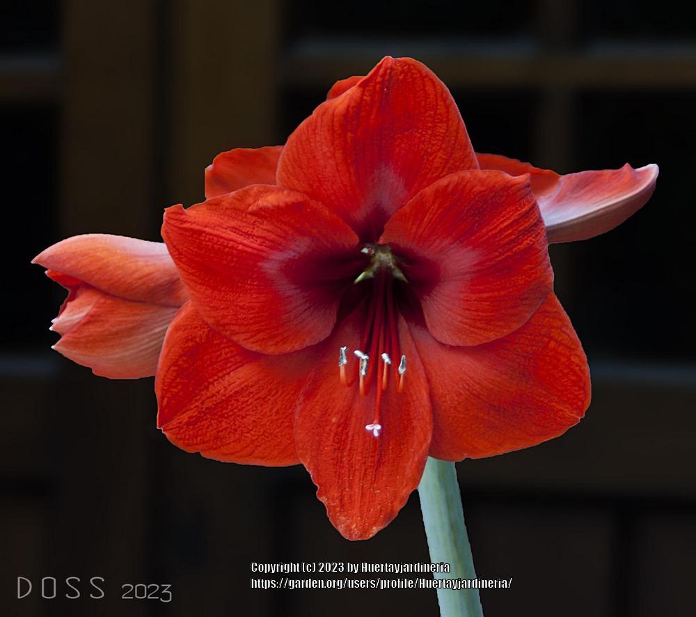 Photo of the bloom of Amaryllis (Hippeastrum 'Red Lion') posted by ...