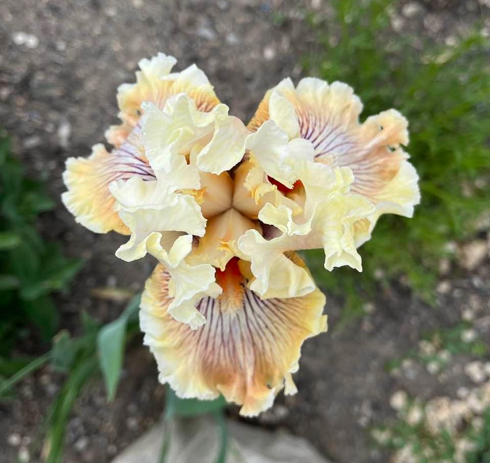 Photo of the bloom of Tall Bearded Iris (Iris 'Hello Darling') posted ...