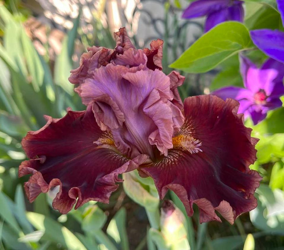 Photo of the bloom of Tall Bearded Iris (Iris 'Gem Trader') posted by ...