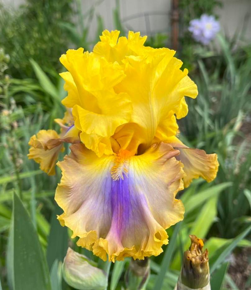 Photo of the bloom of Tall Bearded Iris (Iris 'Good Morning Sunshine ...