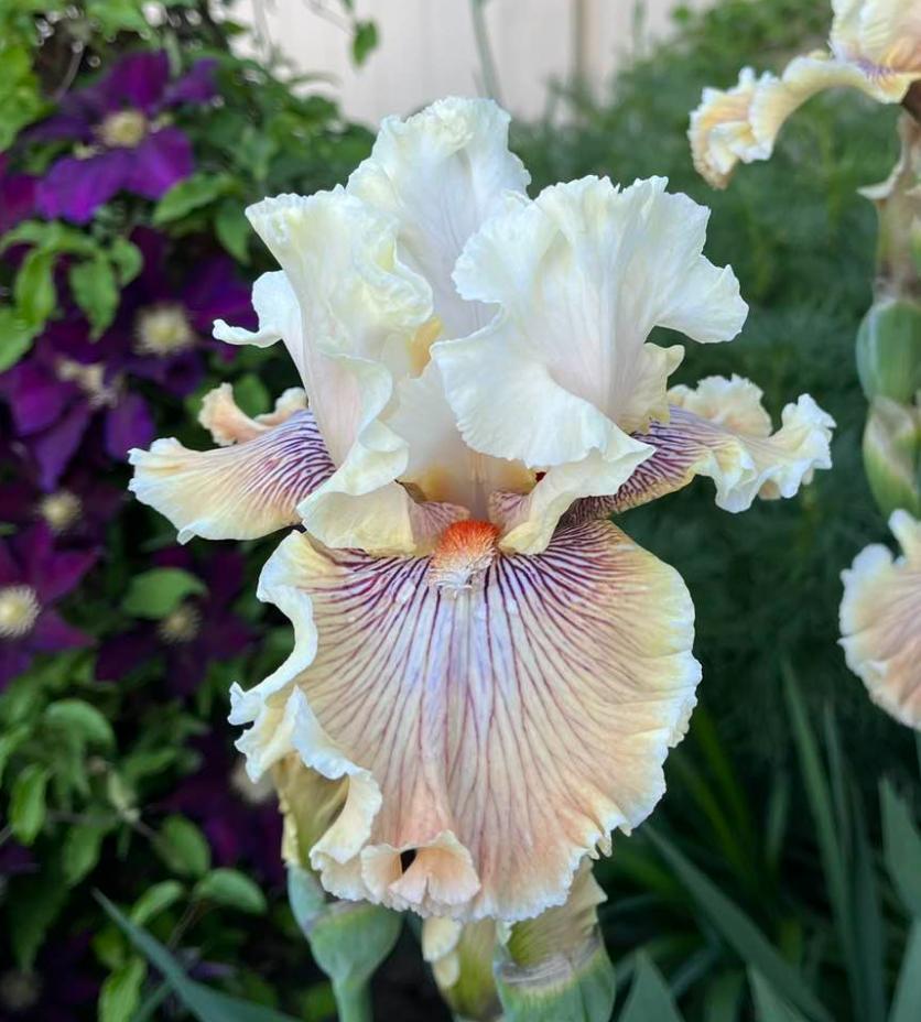 Photo of the bloom of Tall Bearded Iris (Iris 'Hello Darling') posted ...