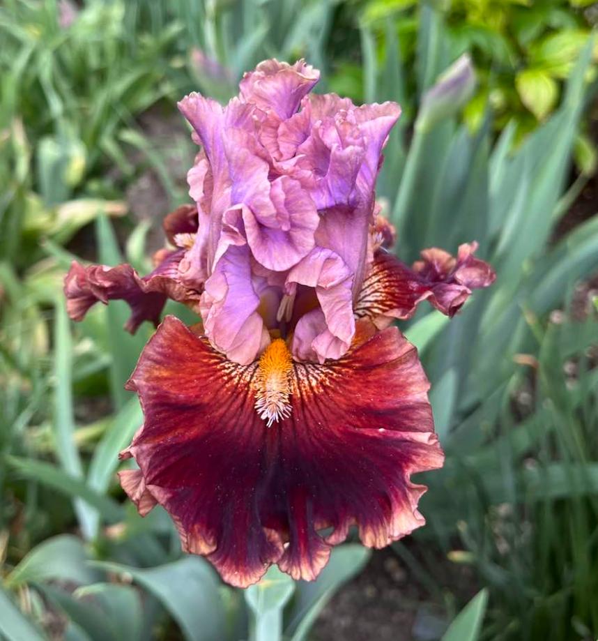 Photo of the bloom of Tall Bearded Iris (Iris 'Gem Trader') posted by ...