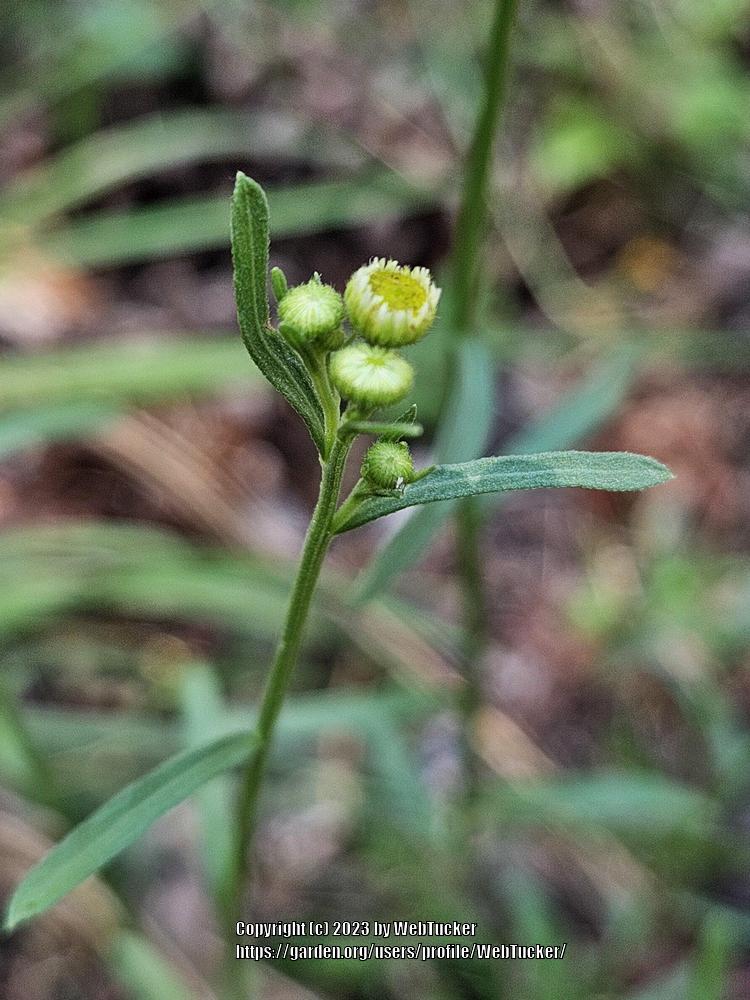 Photo of the bloom of Coast tarweed (Madia sativa) posted by WebTucker ...