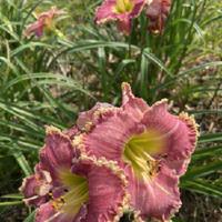 Daylily (Hemerocallis 'Northern Fancy') in the Daylilies Database - Garden.org
