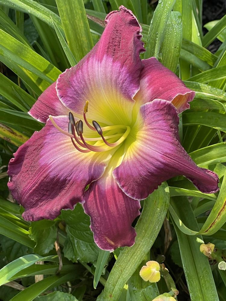 Daylily (Hemerocallis 'Jamie Dockery') in the Daylilies Database - Garden.org