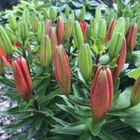 Photo of the closeup of buds, sepals and receptacles of Lily (Lilium ...