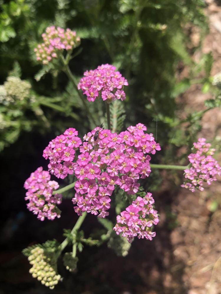 Photo of the bloom of Yarrow (Achillea millefolium 'Colorado') posted ...