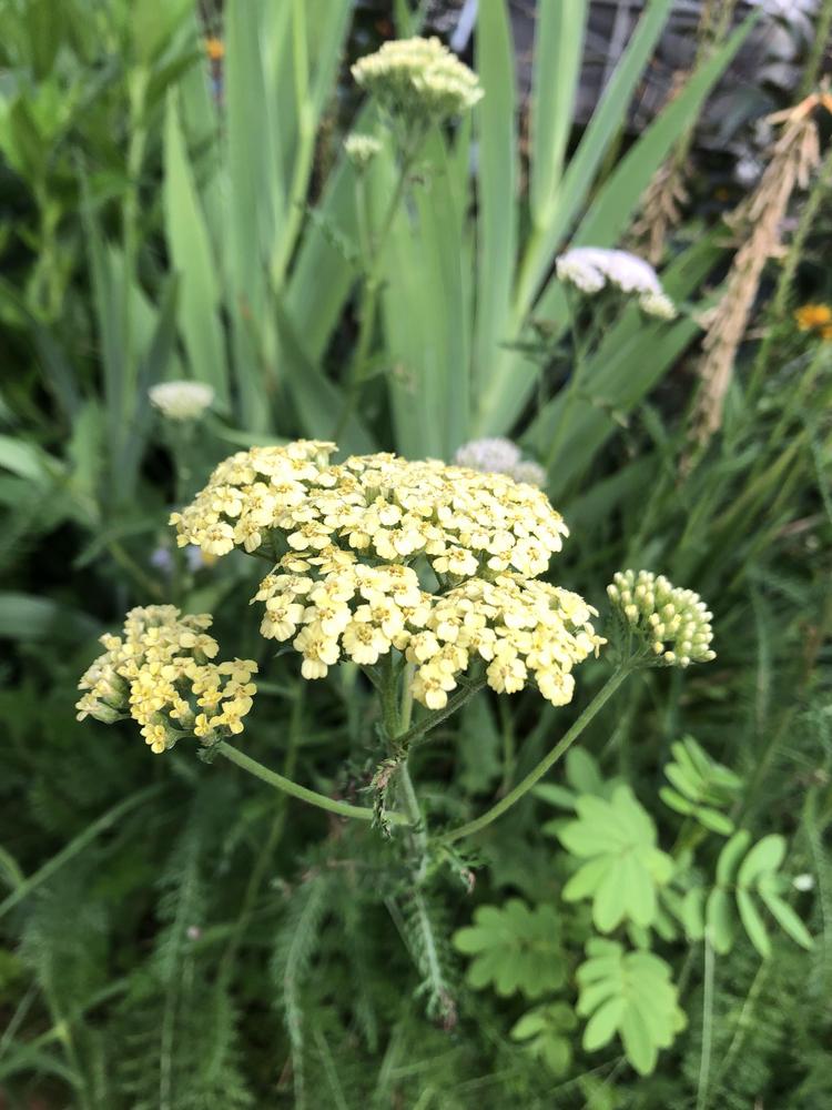 Yarrow (Achillea millefolium 'Colorado') in the Yarrows Database ...