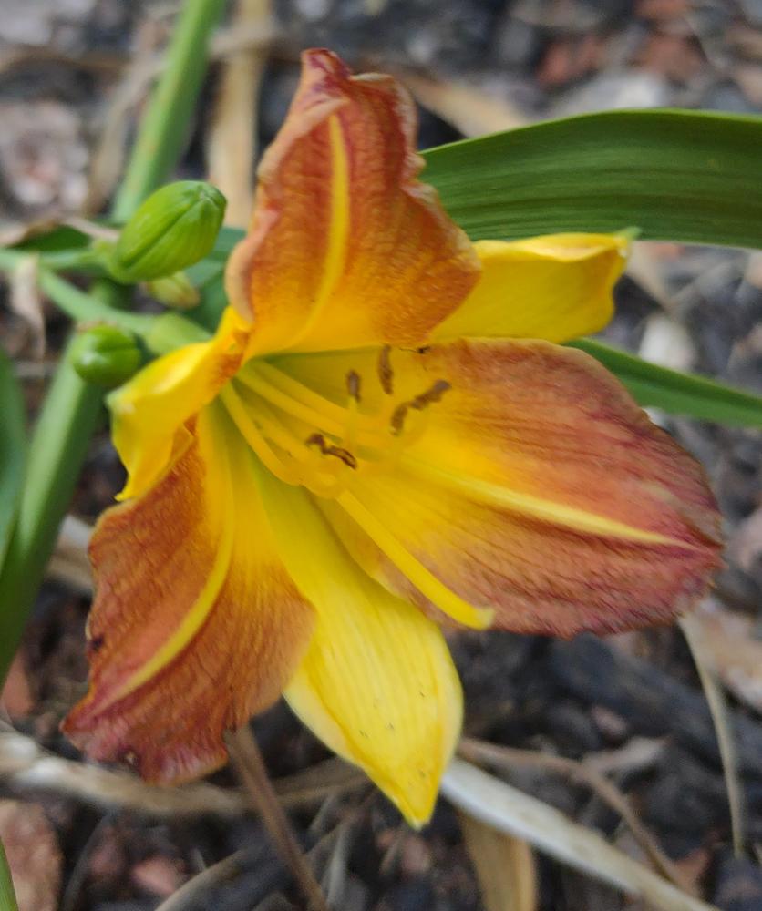 Photo of the bloom of Daylily (Hemerocallis 'Bright Sunset') posted by ...