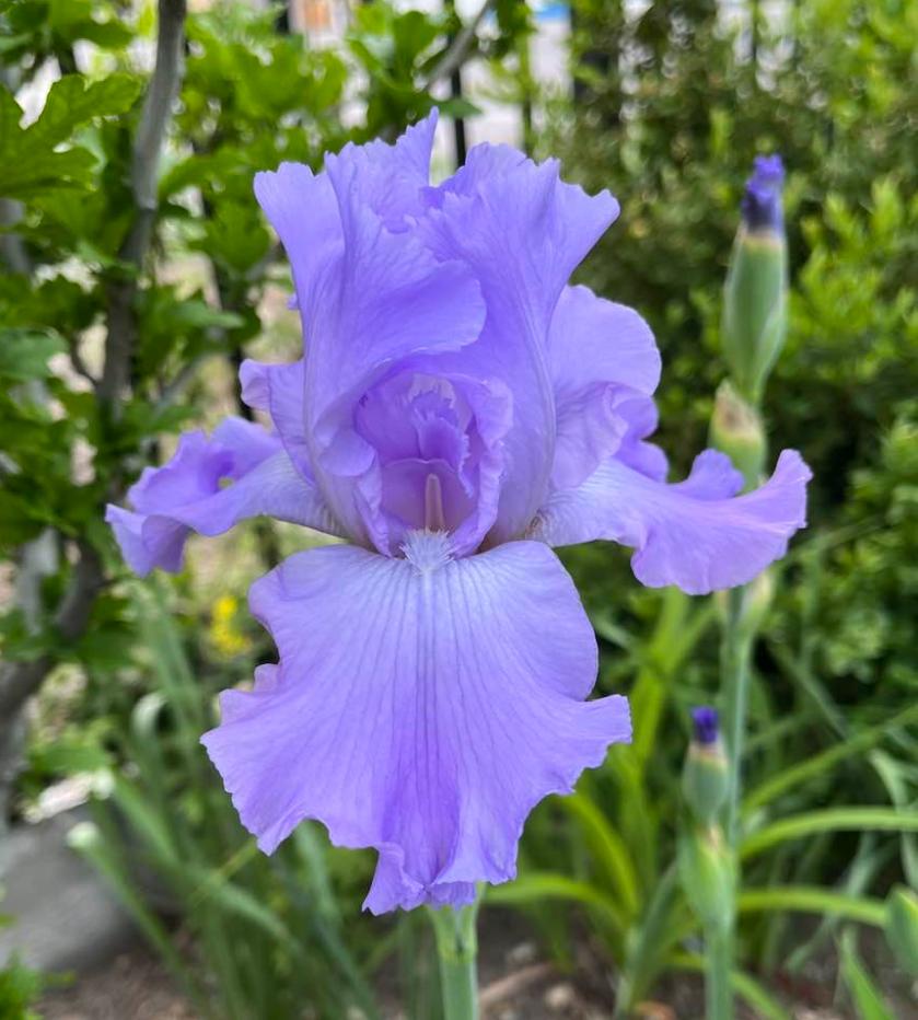 Photo of the bloom of Tall Bearded Iris (Iris 'Mary Frances') posted by ...