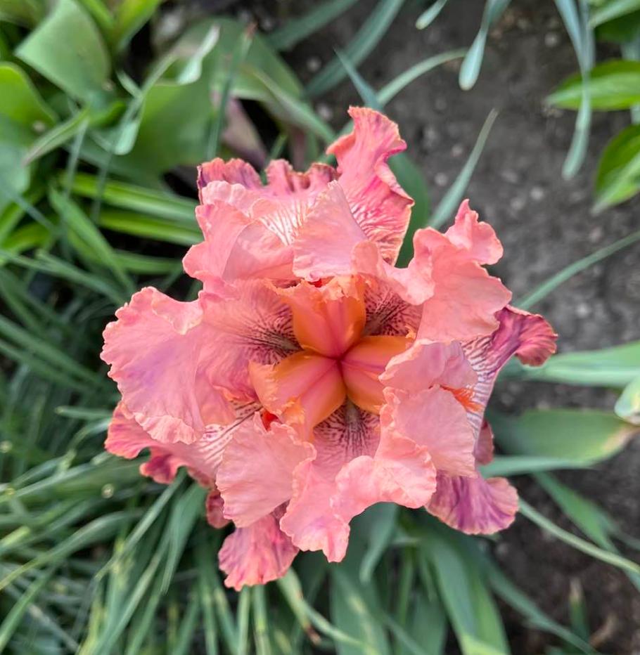 Photo of the bloom of Tall Bearded Iris (Iris 'Nigerian Raspberry ...