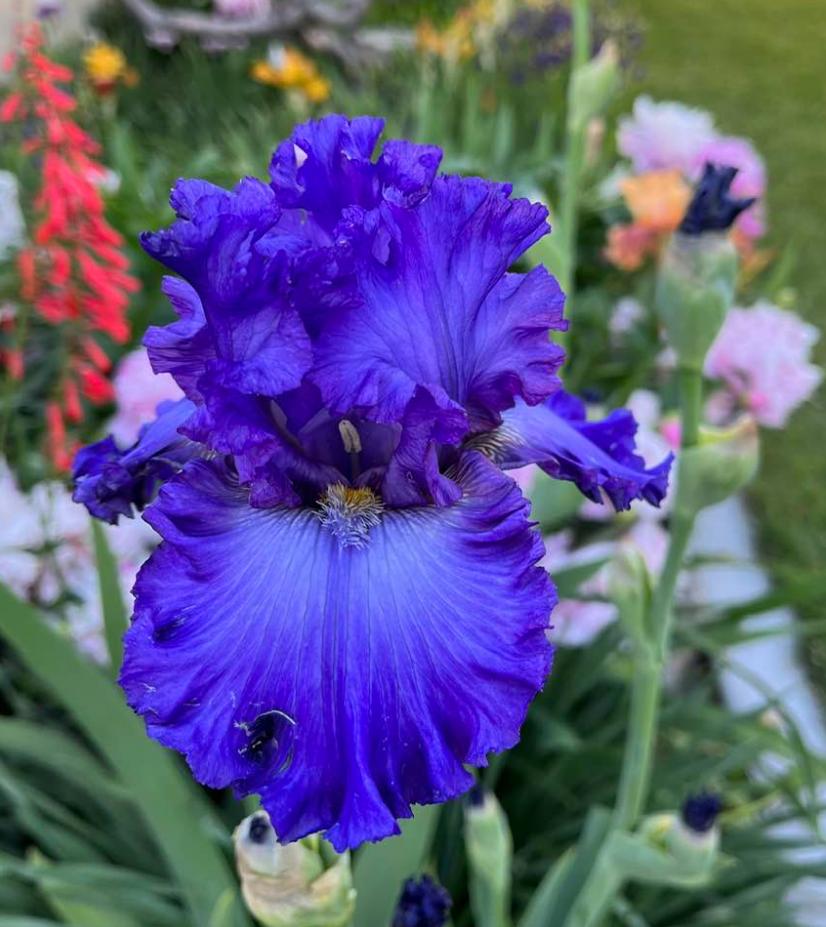 Photo of the bloom of Tall Bearded Iris (Iris 'Like a Breeze') posted ...
