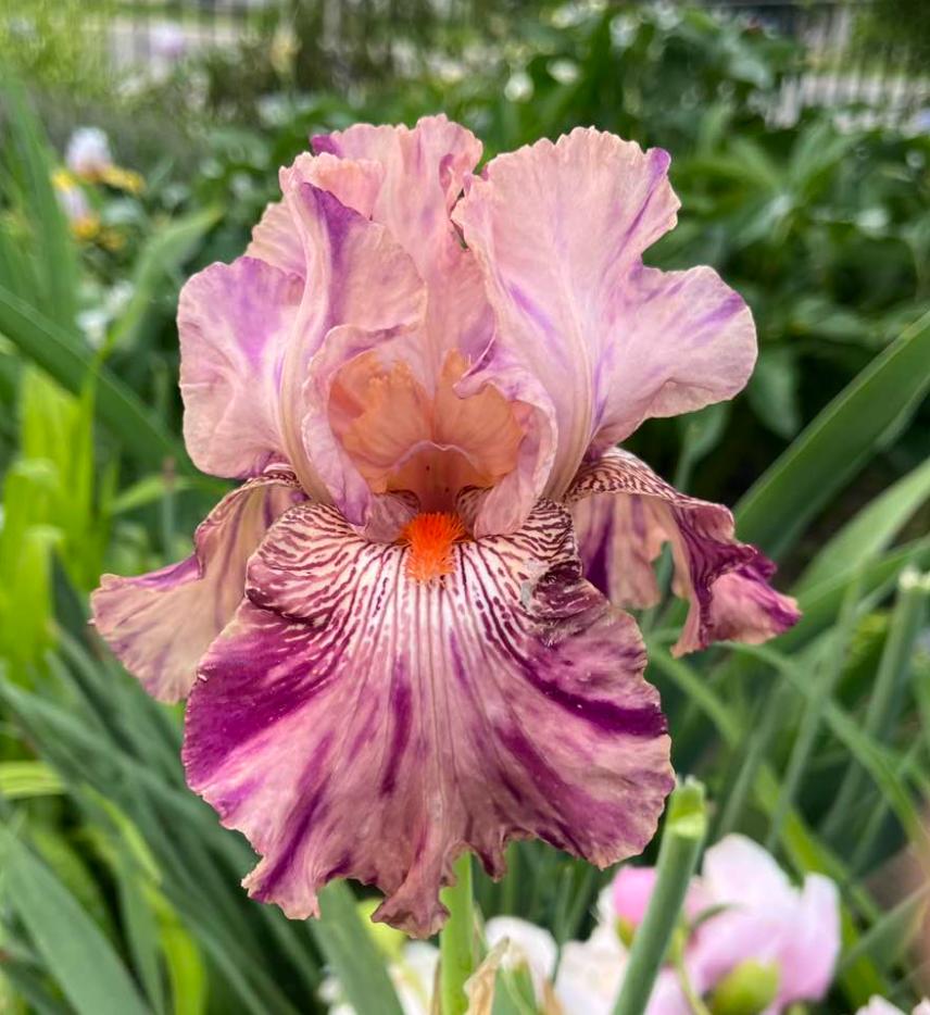 Photo of the bloom of Tall Bearded Iris (Iris 'Nigerian Raspberry ...