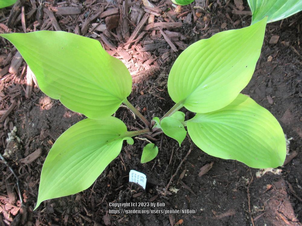Photo of the seedling or young plant of Hosta 'Hotshot' posted by NJBob ...