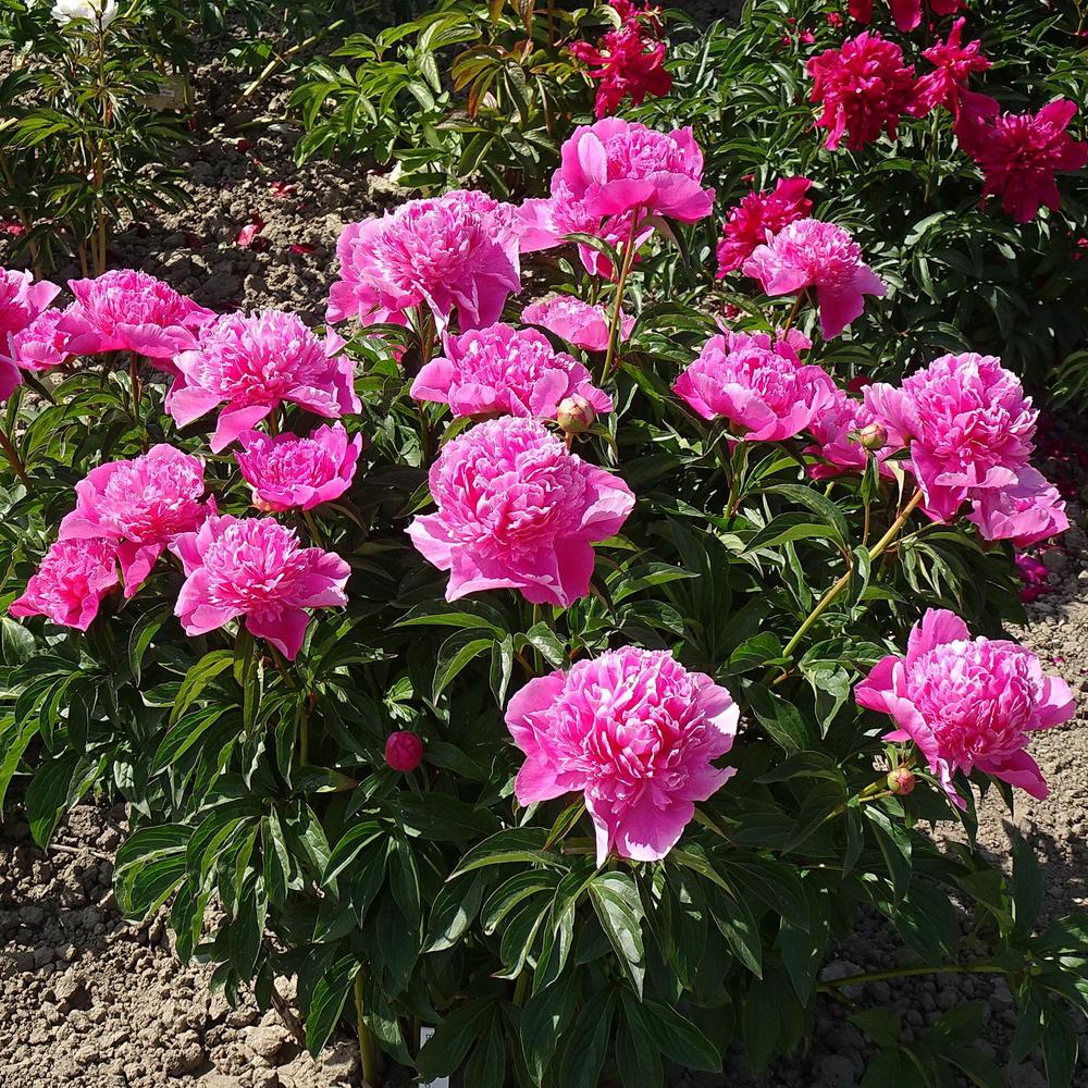 Photo of the entire plant of Peony (Paeonia lactiflora 'Bouquet Perfect ...