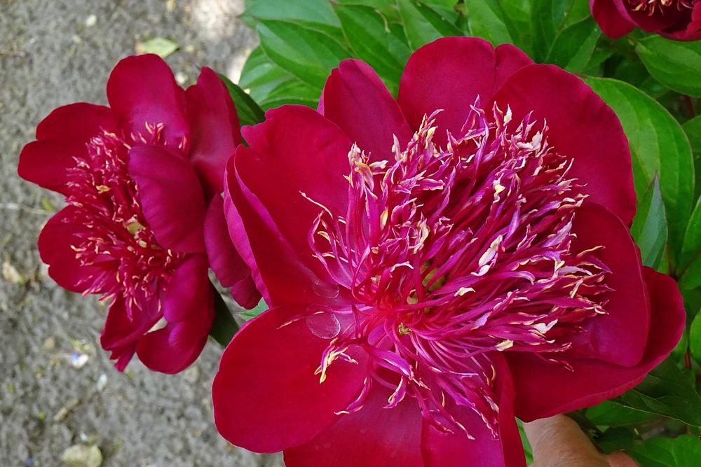 Photo of the bloom of Peony (Paeonia lactiflora 'Hari-Ai-Nin') posted ...