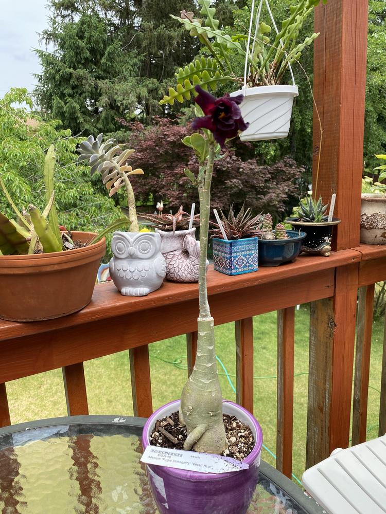 Photo of the entire plant of Desert Rose (Adenium 'Purple Immortality ...