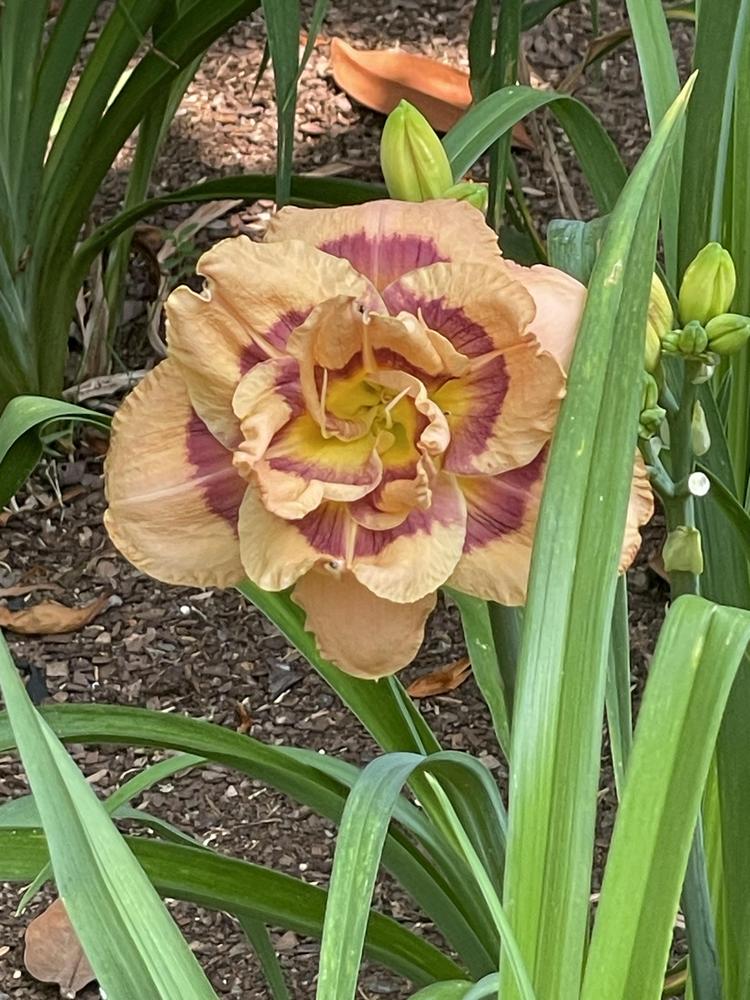Photo of the bloom of Daylily (Hemerocallis 'Eye Be Darn') posted by Zoia - Garden.org