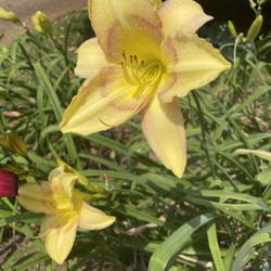 Photo of the bloom of Daylily (Hemerocallis 'Delicate Design') posted ...