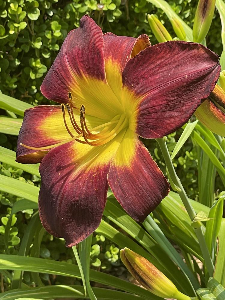 Photo of the bloom of Daylily (Hemerocallis 'Persian Ruby') posted by ...