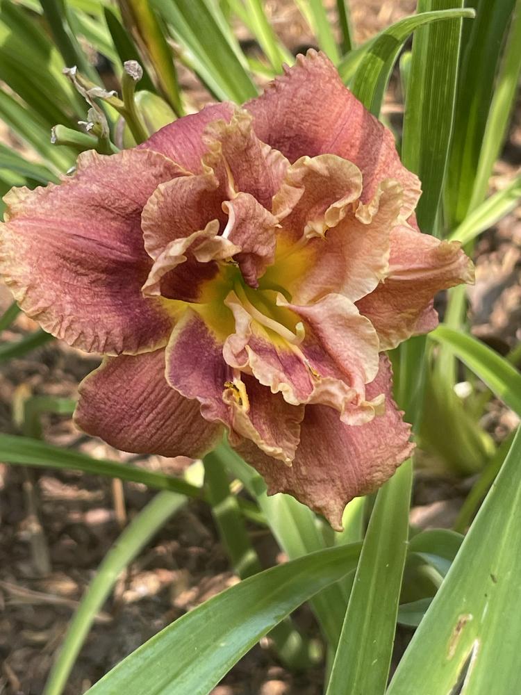 Photo of the bloom of Daylily (Hemerocallis 'Castle Lacy Ruffles ...