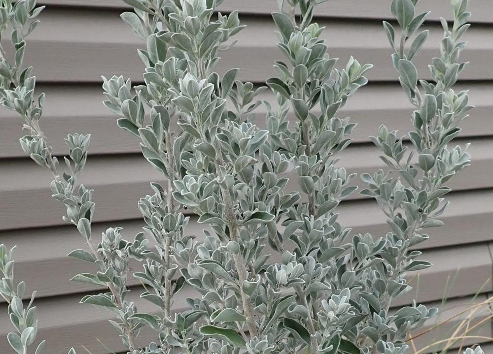 Photo of the leaves of Texas Ranger (Leucophyllum frutescens 'Compacta ...