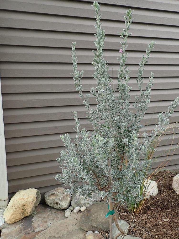 Photo of the entire plant of Texas Ranger (Leucophyllum frutescens ...