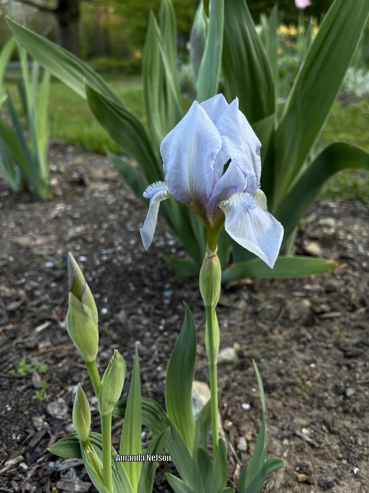 Miniature Dwarf Bearded Iris (Iris 'Ladies of Peeling') in the Irises ...