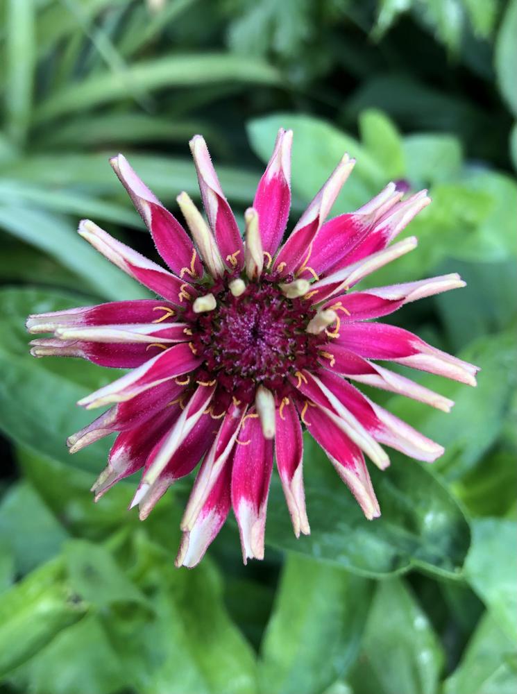 Photo of the bloom of Zinnia (Zinnia elegans 'Summer Pinwheels') posted ...