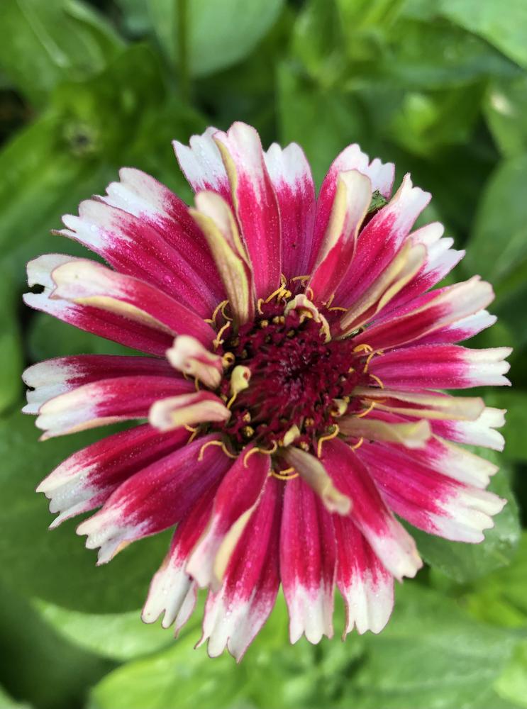 Photo of the bloom of Zinnia (Zinnia elegans 'Summer Pinwheels') posted ...