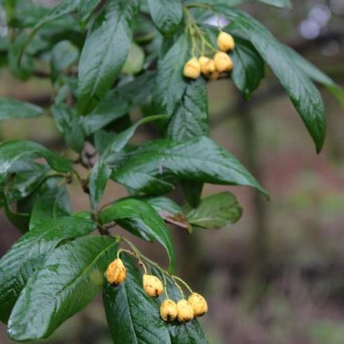 Yellow-Berried Cotoneaster (Cotoneaster 'Rothschildianus') - Garden.org