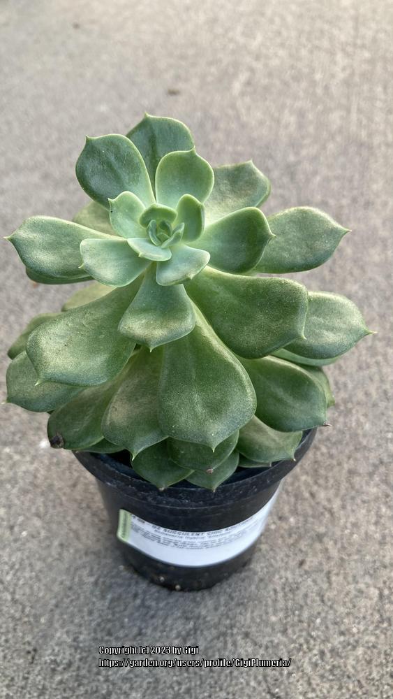 Photo of the entire plant of Conchita (Echeveria 'Elfstone') posted by ...