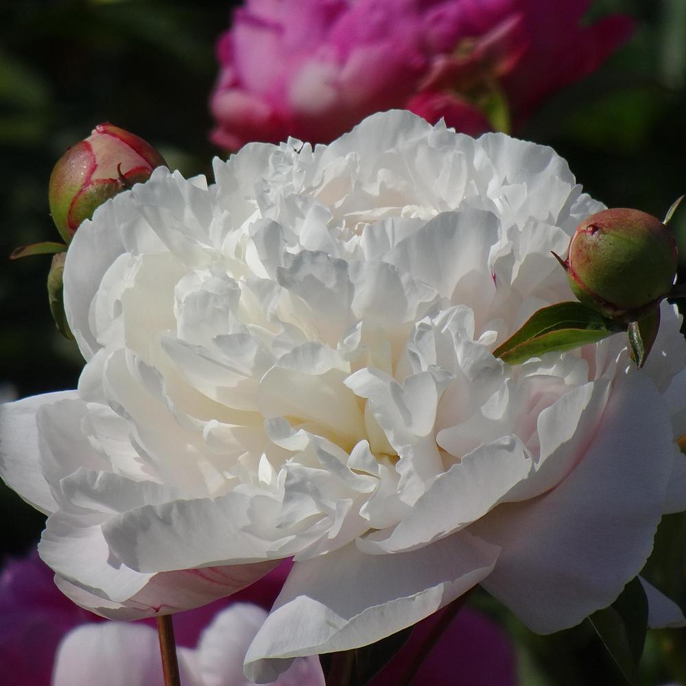 Photo of the bloom of Chinese Peony (Paeonia lactiflora 'Nick Shaylor ...