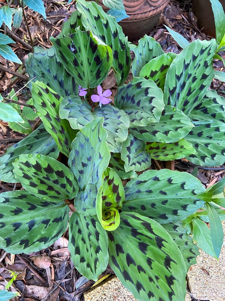 Peacock Ginger (Kaempferia elegans 'Satin Checks') - Garden.org