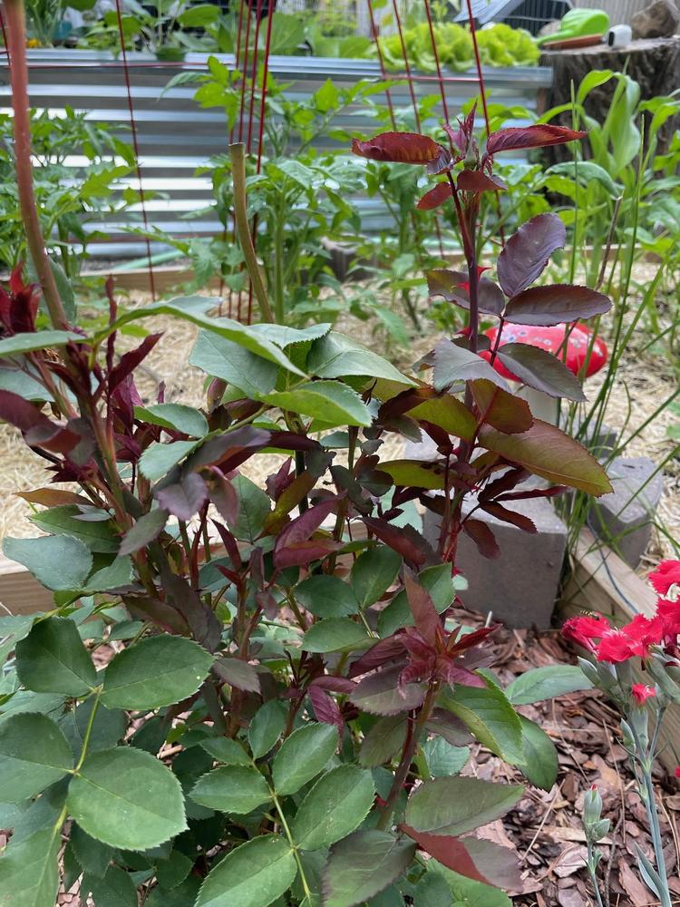 Witches Broom on my Rose in the Roses forum - Garden.org