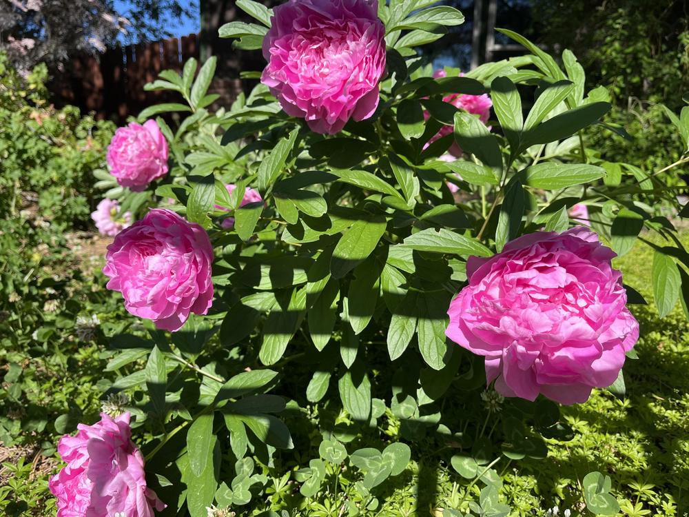 Photo of the entire plant of Peony (Paeonia lactiflora 'Vivid Rose ...