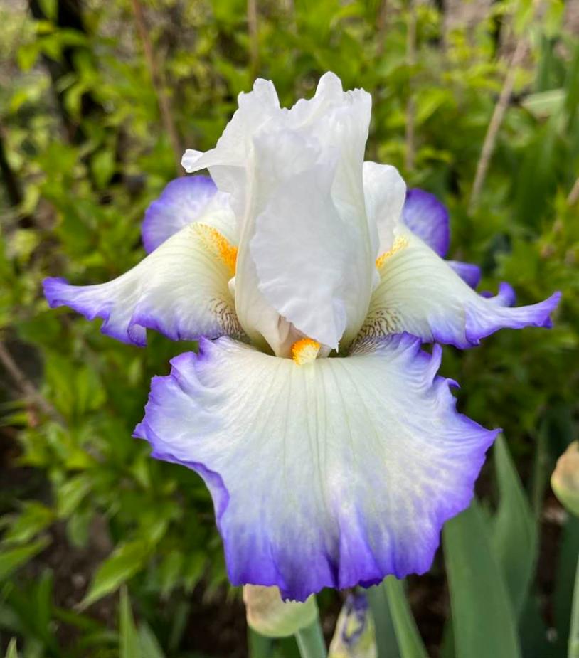 Photo of the bloom of Tall Bearded Iris (Iris 'Queen's Circle') posted ...