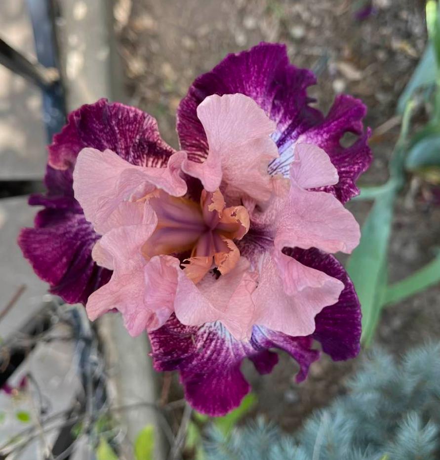 Photo of the bloom of Tall Bearded Iris (Iris 'Cupid's Arrow') posted ...