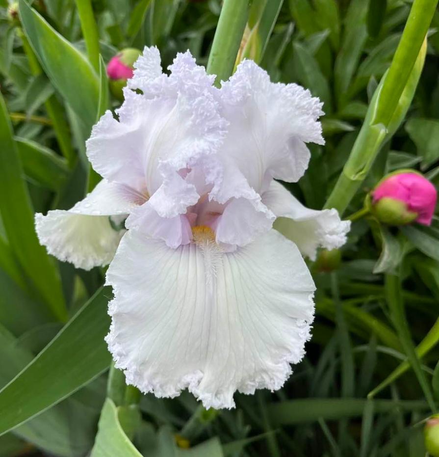 Photo of the bloom of Iris 'Queen of Angels' posted by MaryDurtschi ...