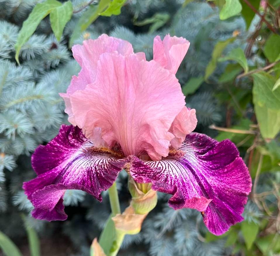 Photo of the bloom of Tall Bearded Iris (Iris 'Cupid's Arrow') posted ...