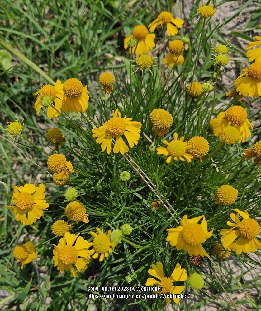 Photo of the bloom of Bitterweed (Helenium amarum) posted by WebTucker ...