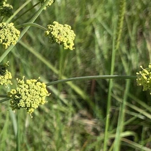 Bradshaw’s Lomatium (Lomatium bradshawii) - Garden.org